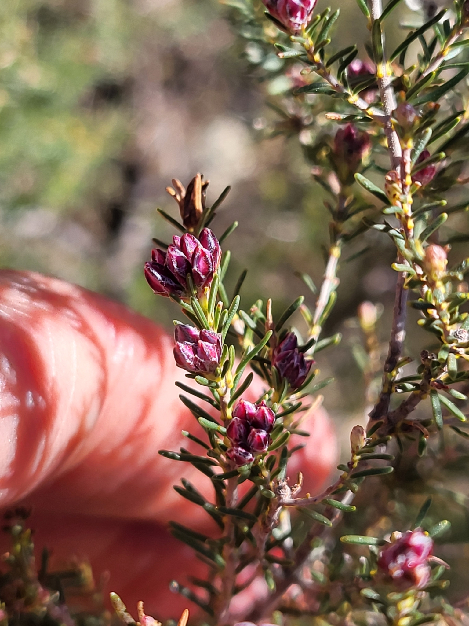 Erica australis L.