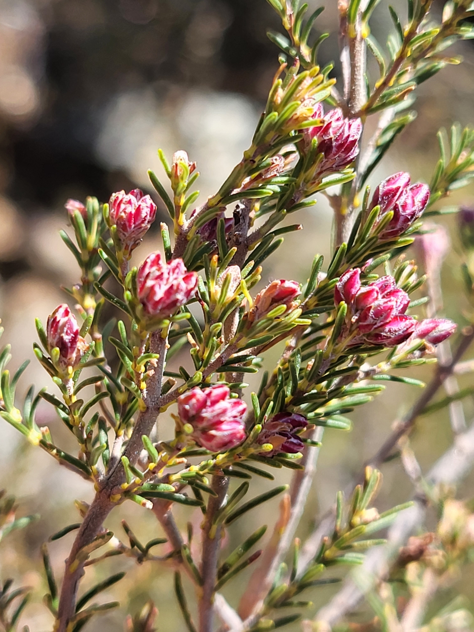 Erica australis L.