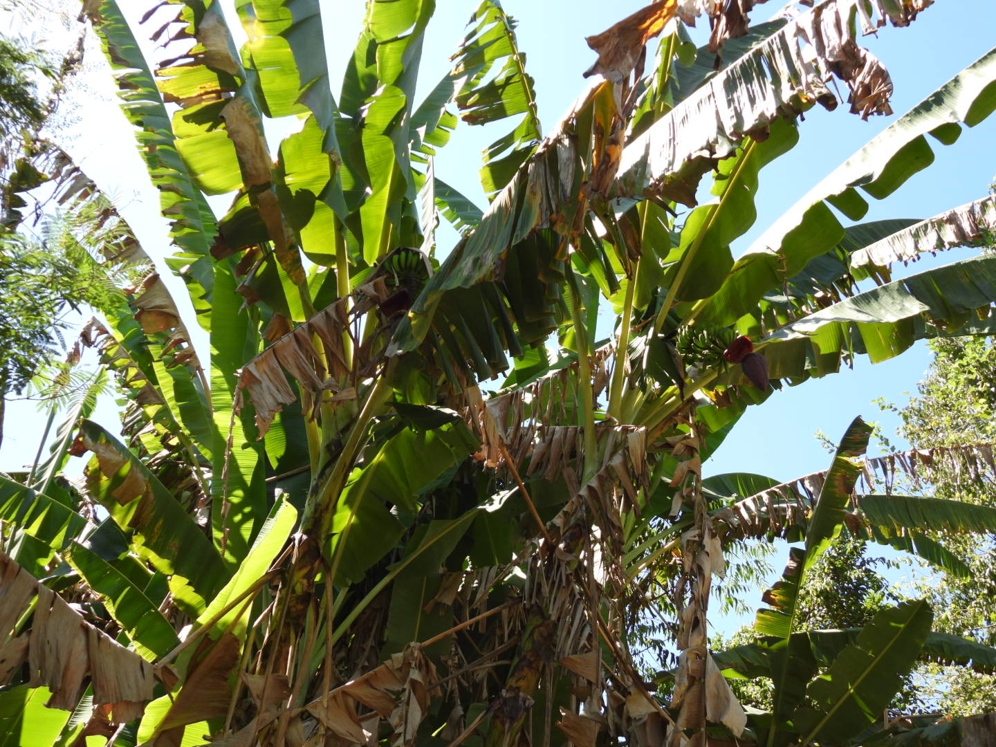 Musa ×paradisiaca L.