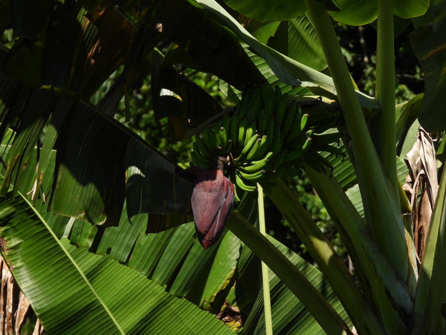 Musa ×paradisiaca L.