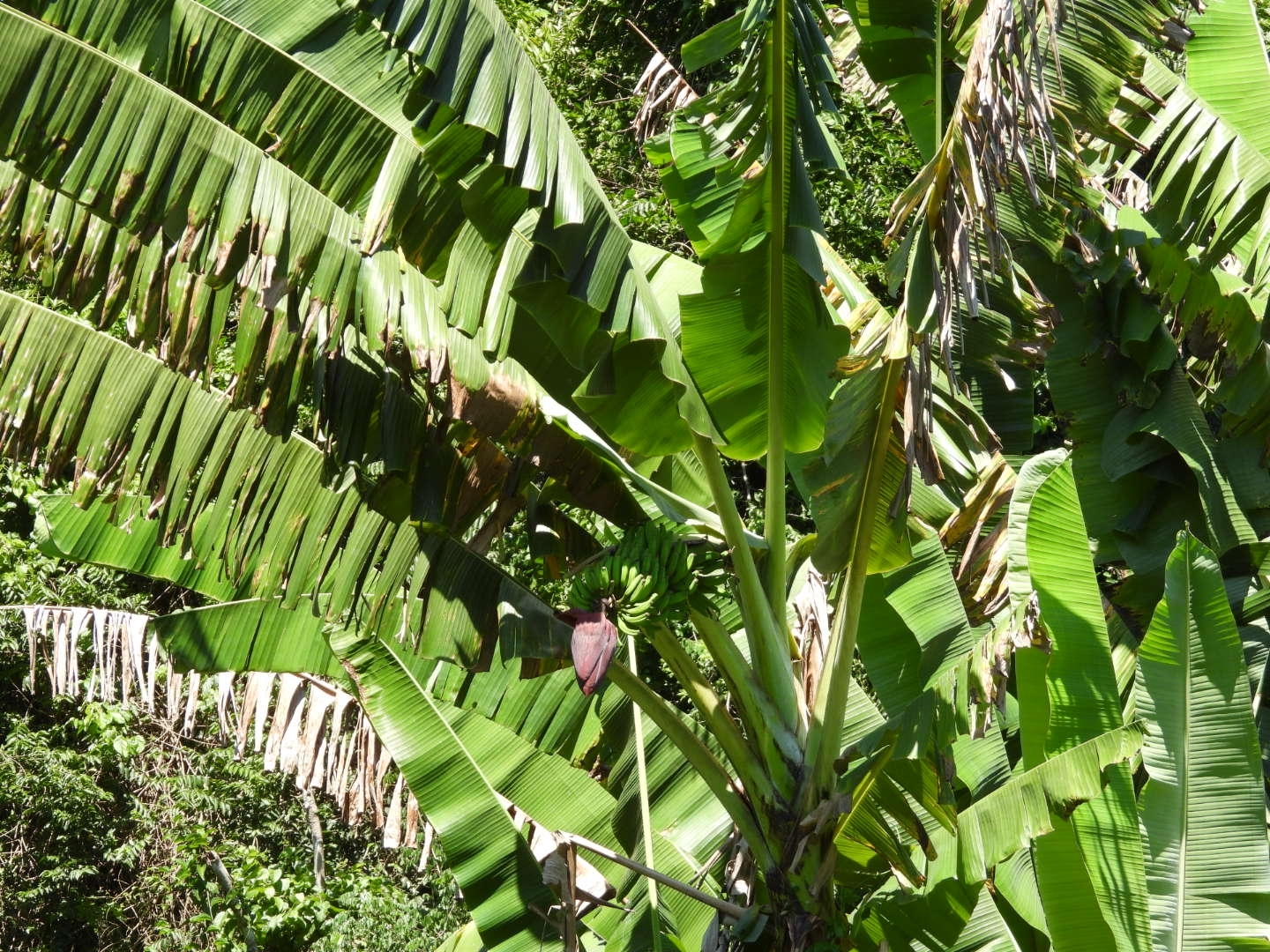 Musa ×paradisiaca L.