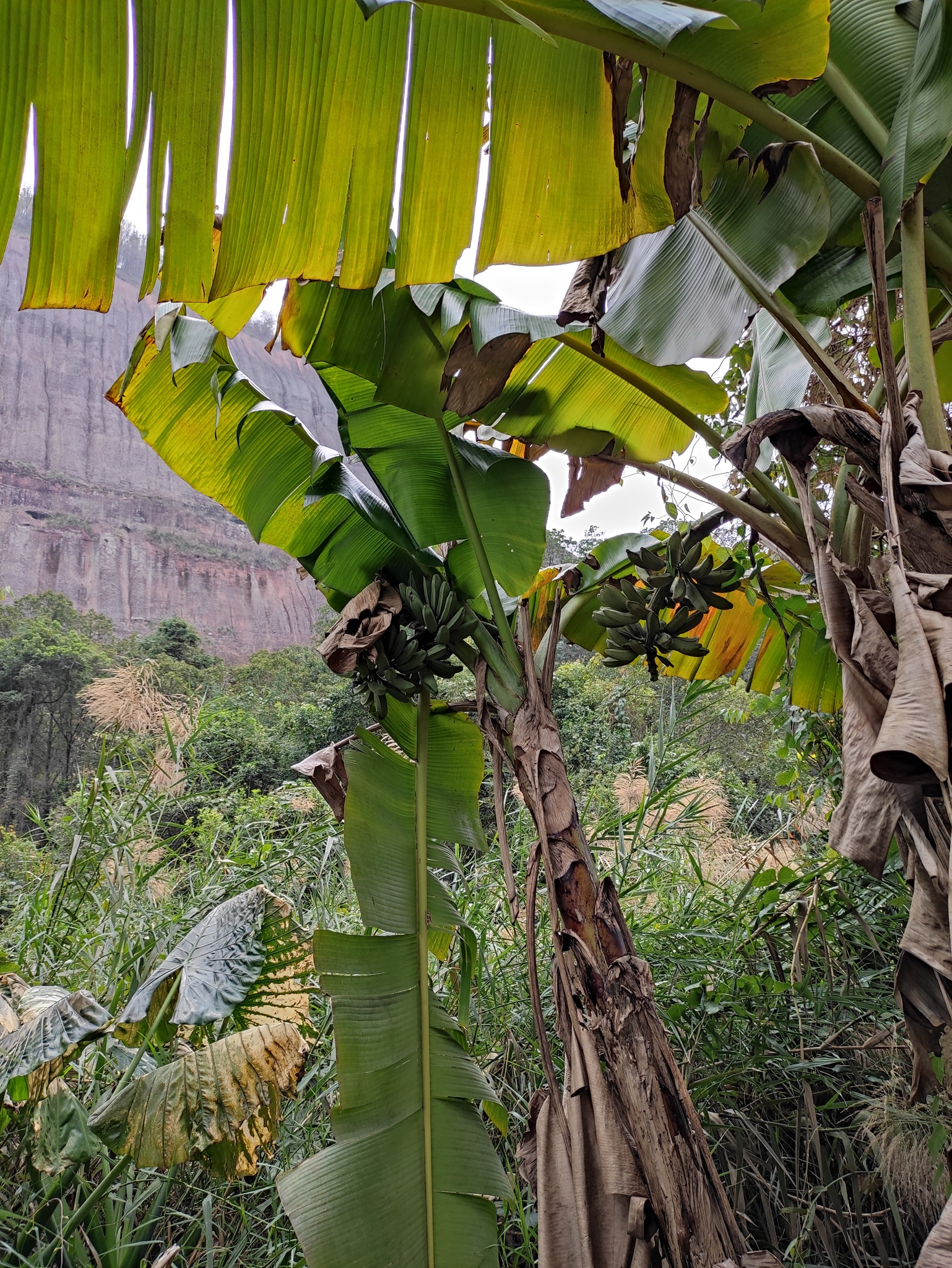 Musa ×paradisiaca L.