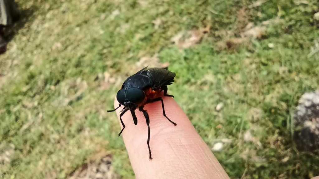 Osca lata from Llanquihue, Los Lagos, Chile on January 22, 2023 at 09: ...