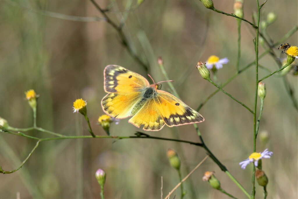 Orange Sulphur from Capitol Beach, Lincoln, NE, USA - Lincoln Saline ...