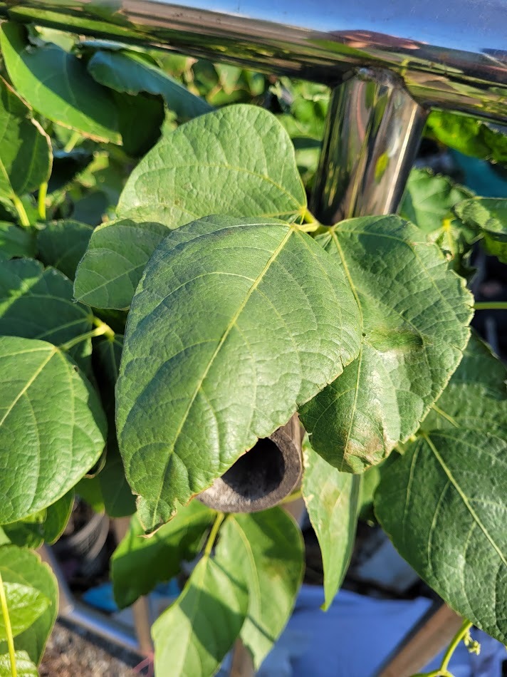 Phaseolus vulgaris L.