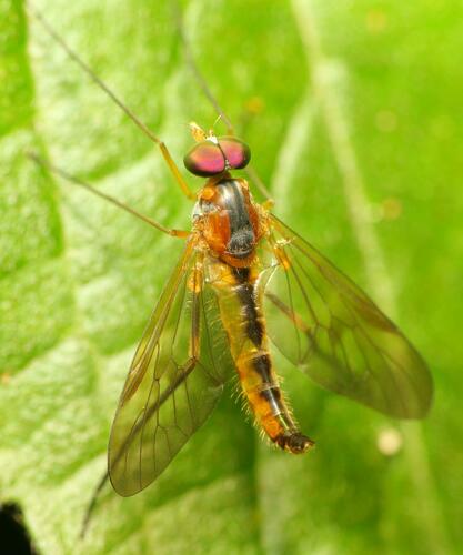 Photo 253488760, (c) Alan Manson, some rights reserved (CC BY ...