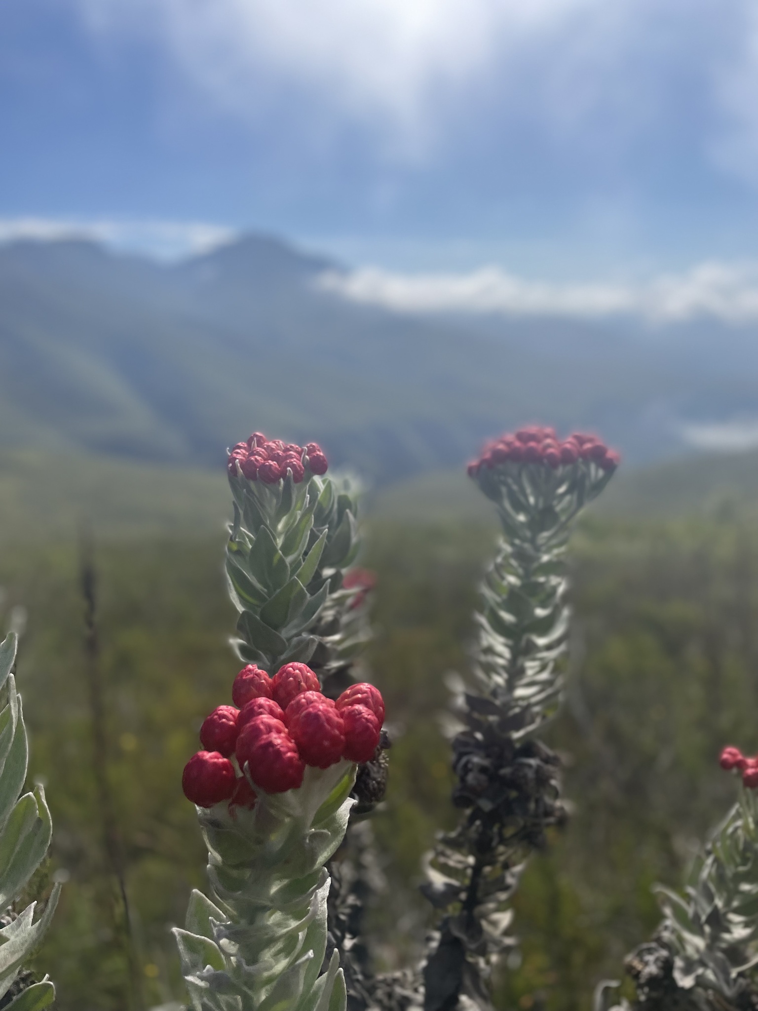 Syncarpha eximia (L.) B.Nord.