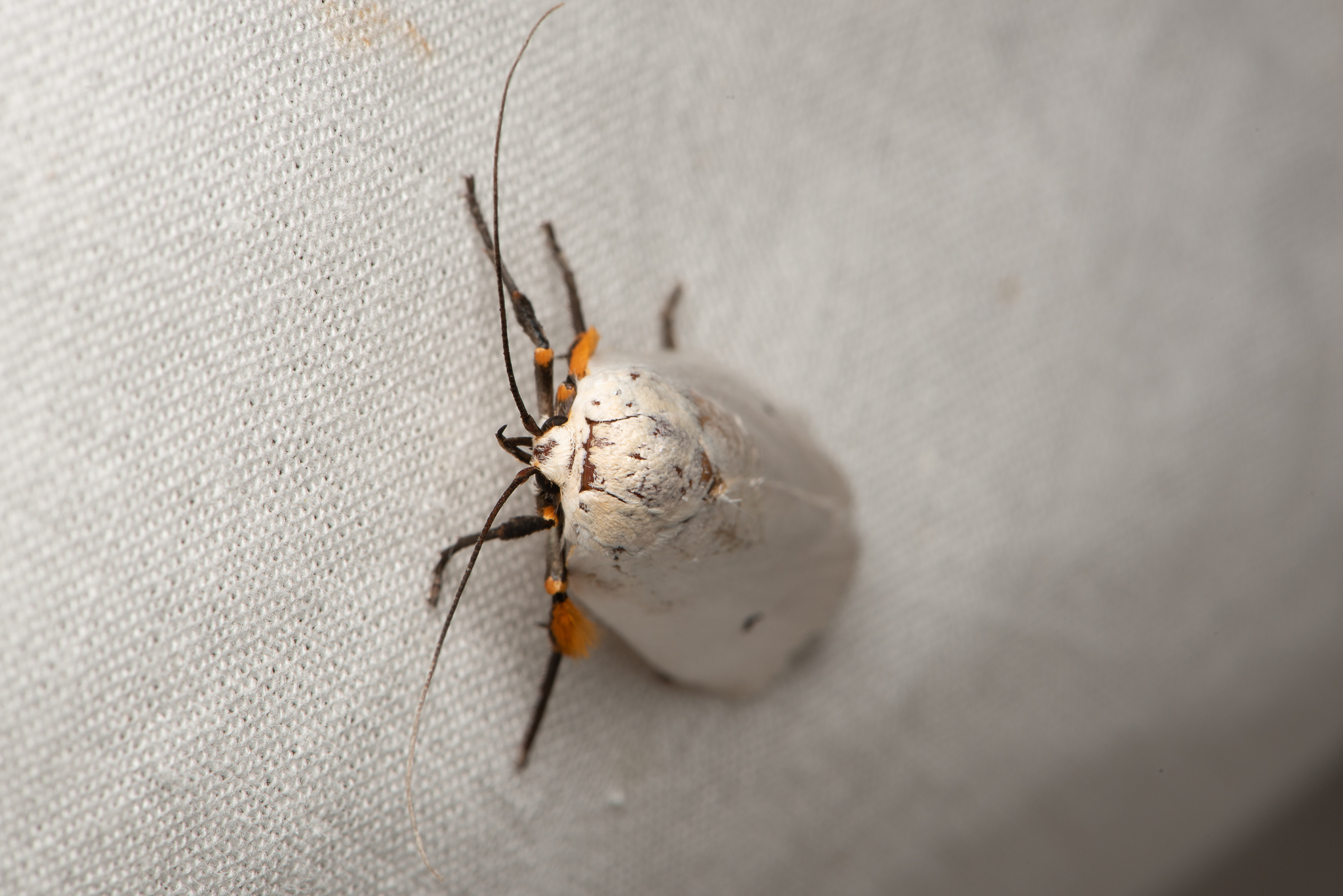 Maroga melanostigma (Wallengren, 1861)