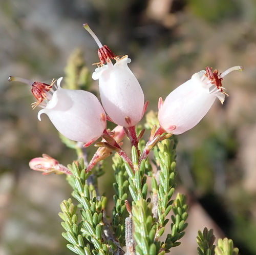 Hind Heath (Erica recta) · iNaturalist