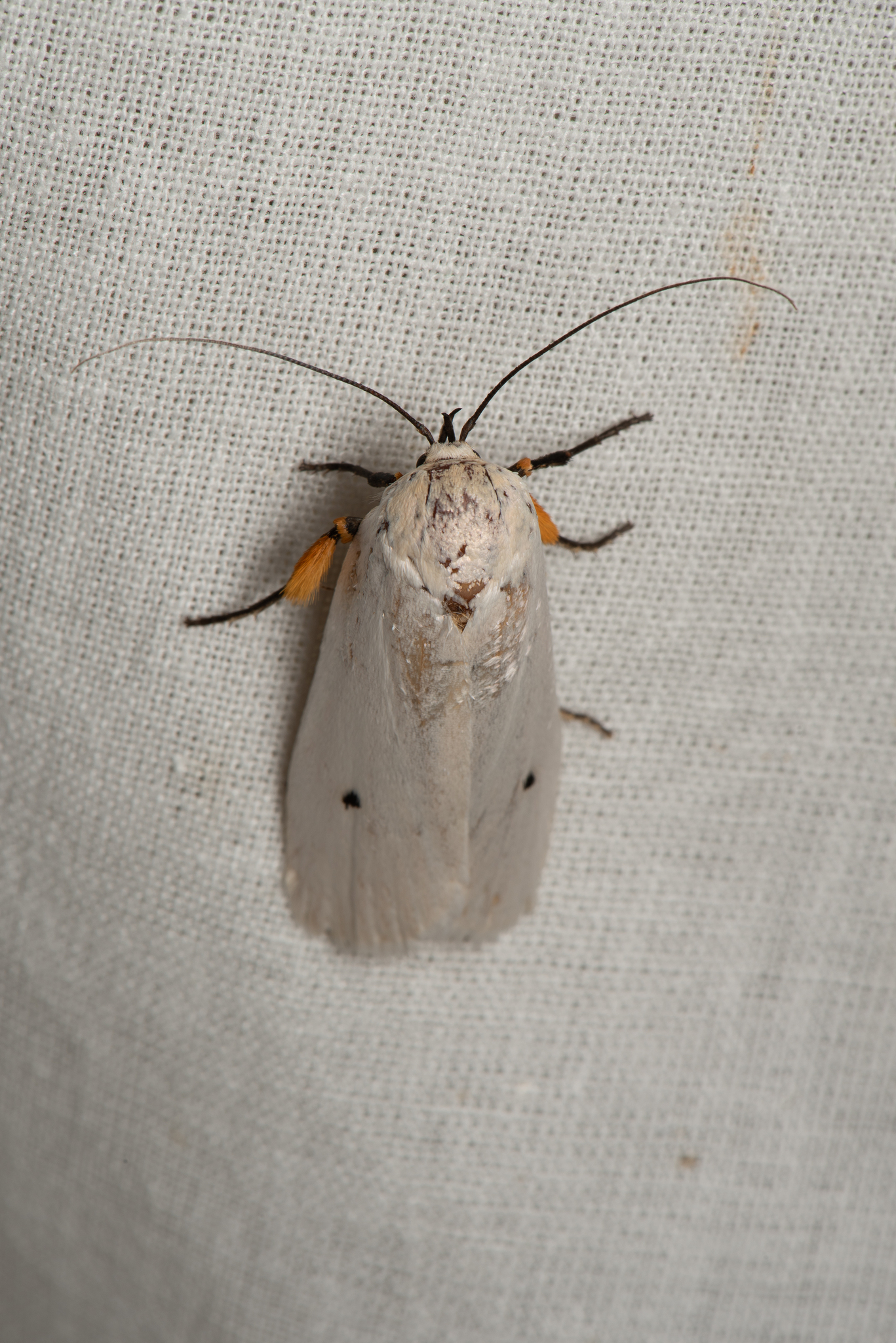 Maroga melanostigma (Wallengren, 1861)