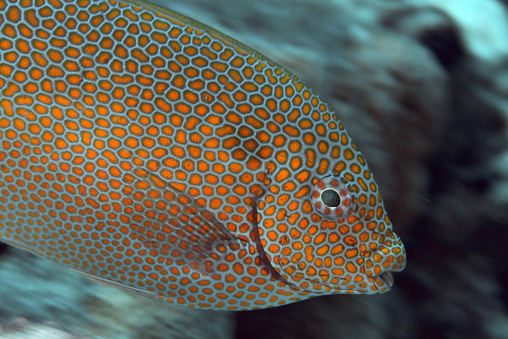 Rabbitfishes (Siganus) - Marine Life Identification