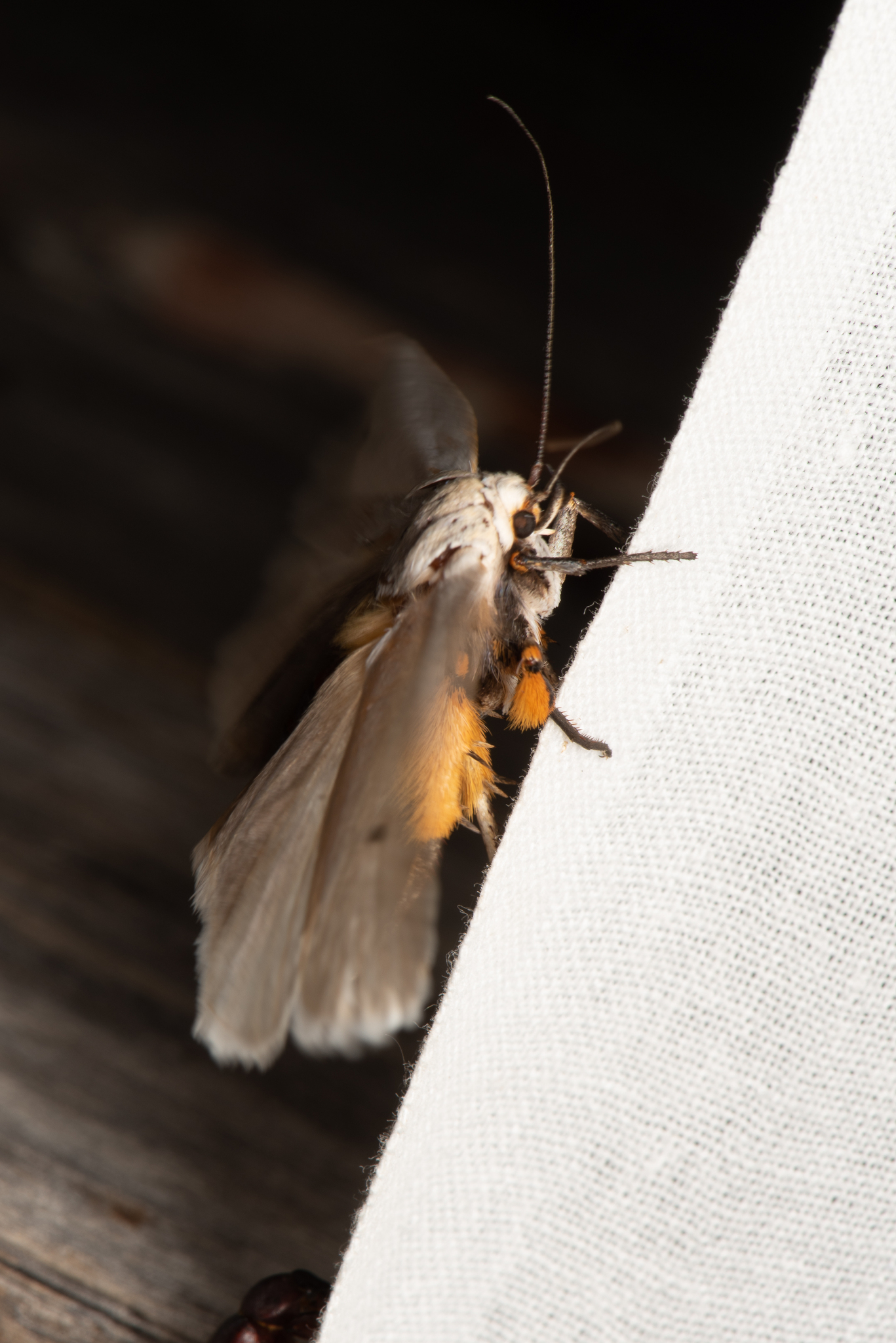 Maroga melanostigma (Wallengren, 1861)