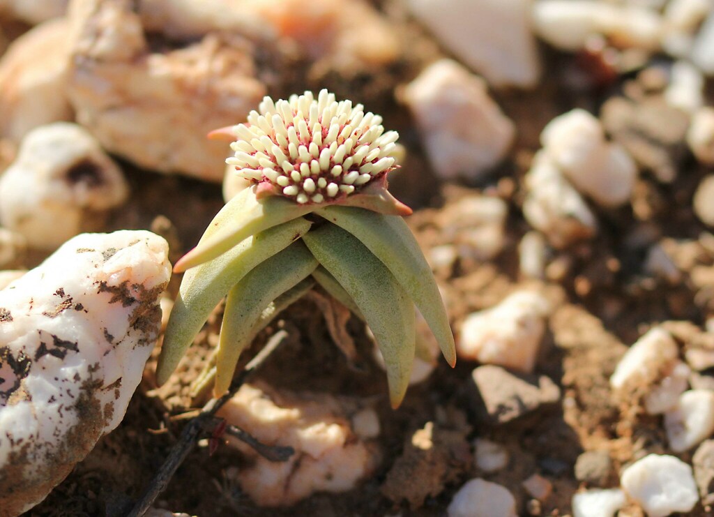 Crassula congesta laticephala in June 2013 by Kobus Lubbe · iNaturalist