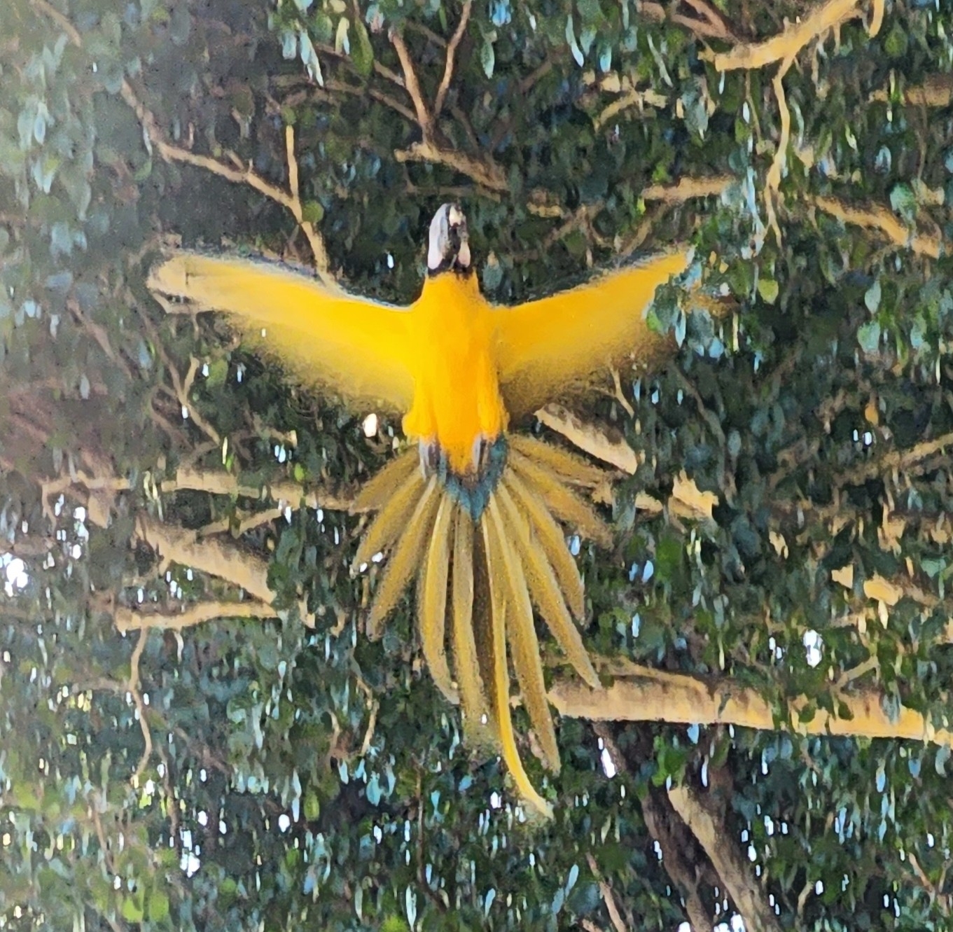 Ara ararauna (Linnaeus, 1758)