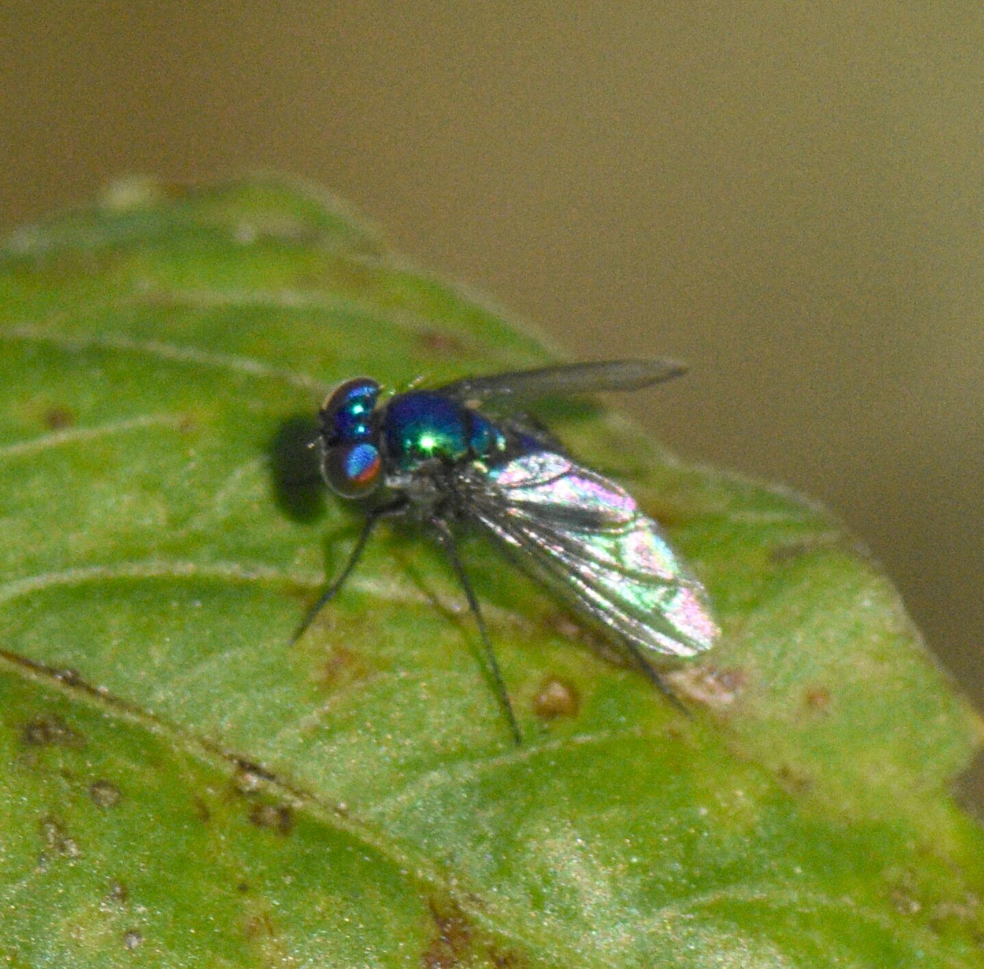 Dolichopodidae