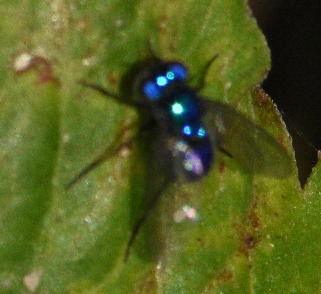 Dolichopodidae