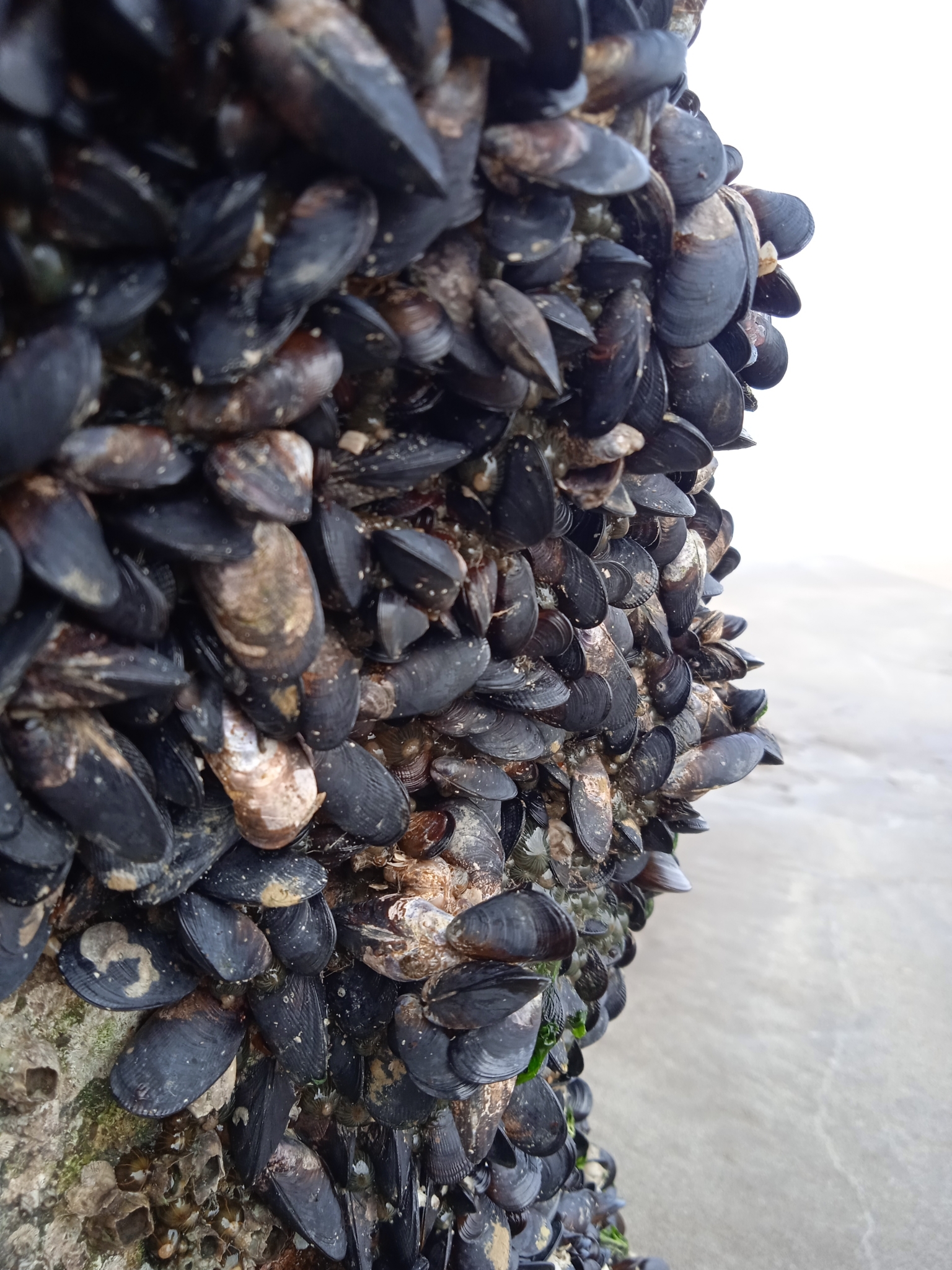 Brachidontes rodriguezii (d'Orbigny, 1842)