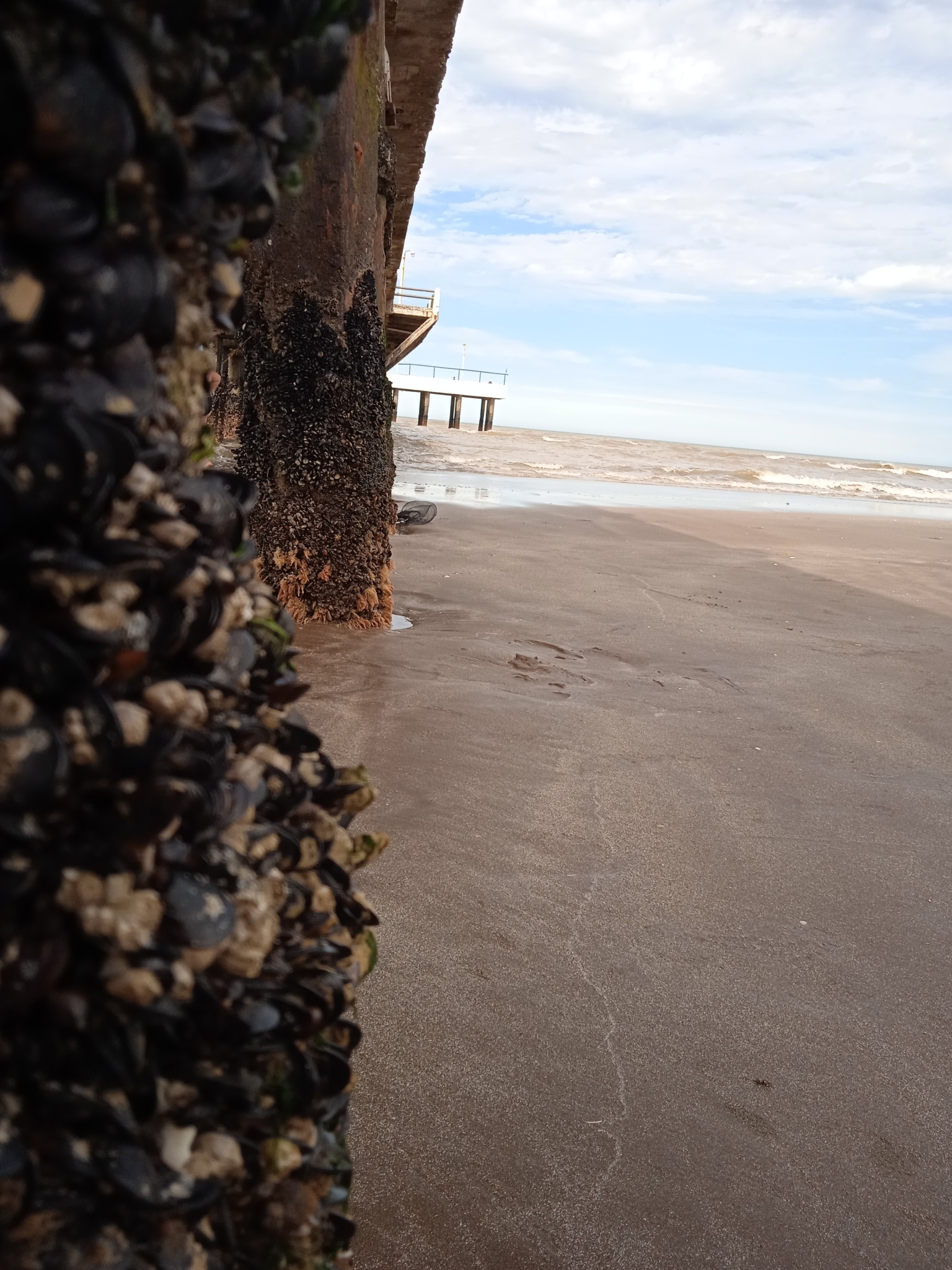 Brachidontes rodriguezii (d'Orbigny, 1842)