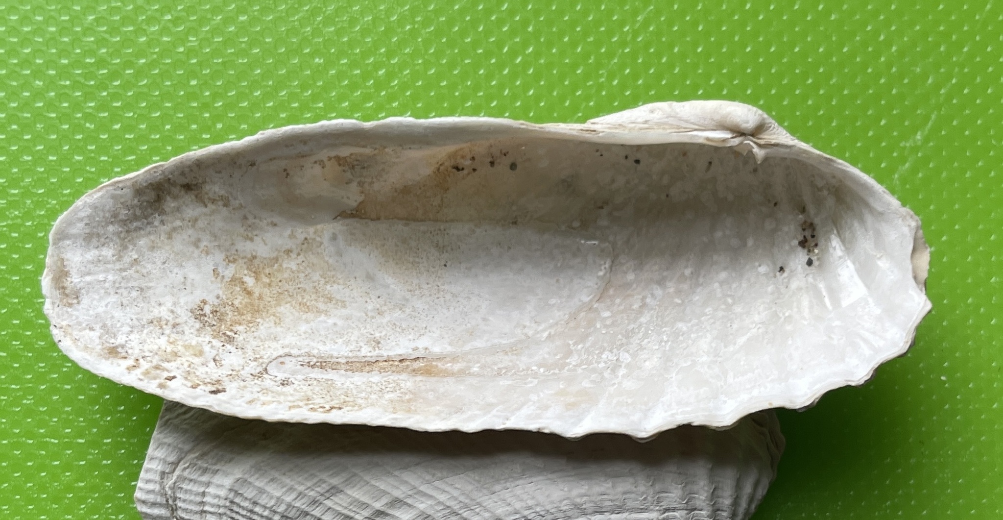 Petricolaria pholadiformis (Lamarck, 1818)