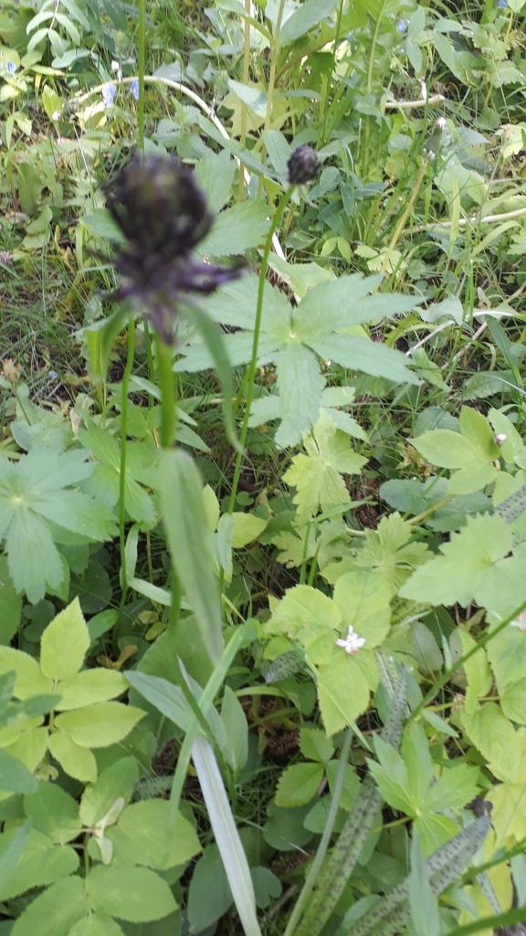 Black Rampion from Minsk, Minsk, Belarus on June 3, 2022 at 12:00 PM by ...