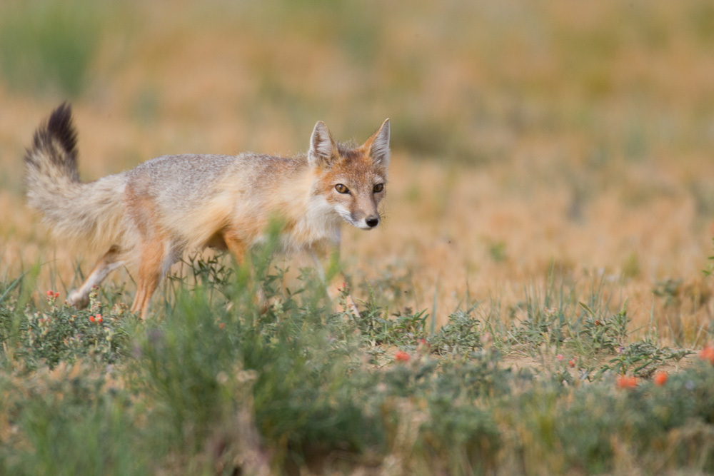 Typical Foxes (Vulpes) - Know Your Mammals