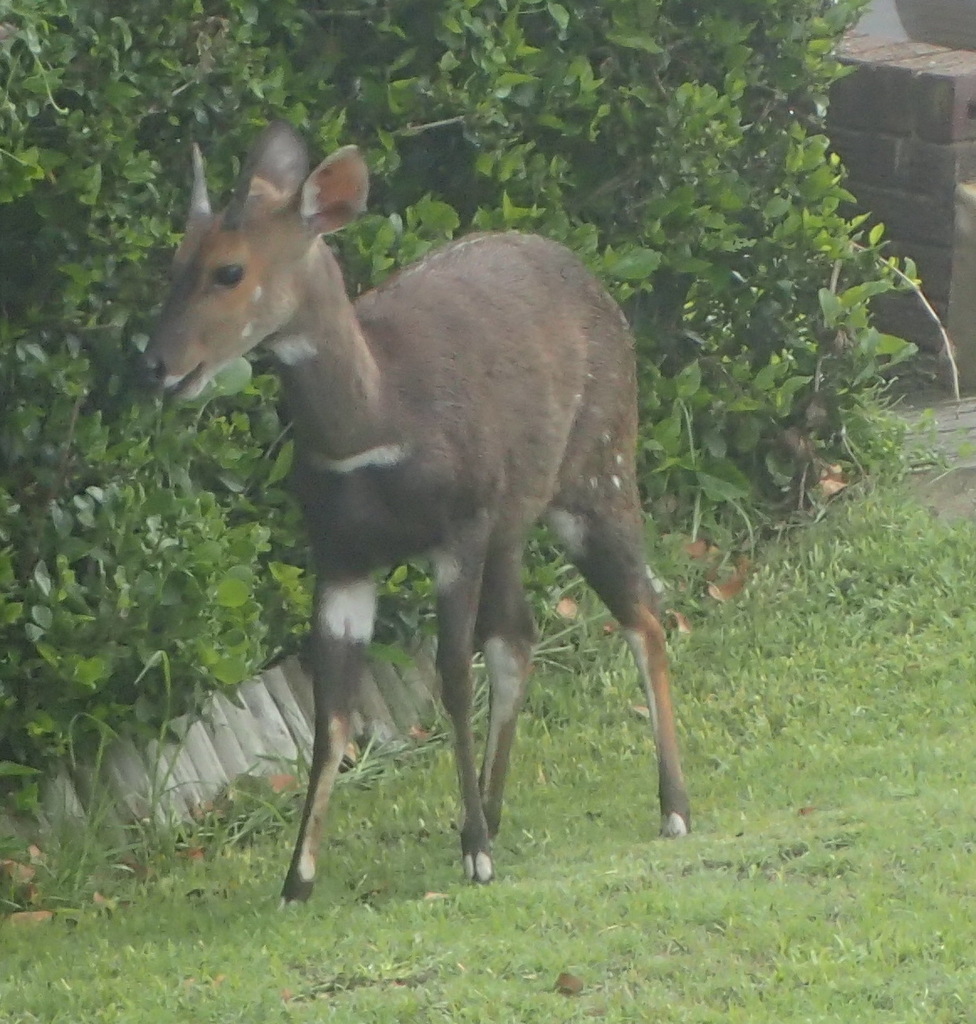 Southern Bushbuck from Duinzicht, Brenton-on-Sea, 6570, South Africa on ...