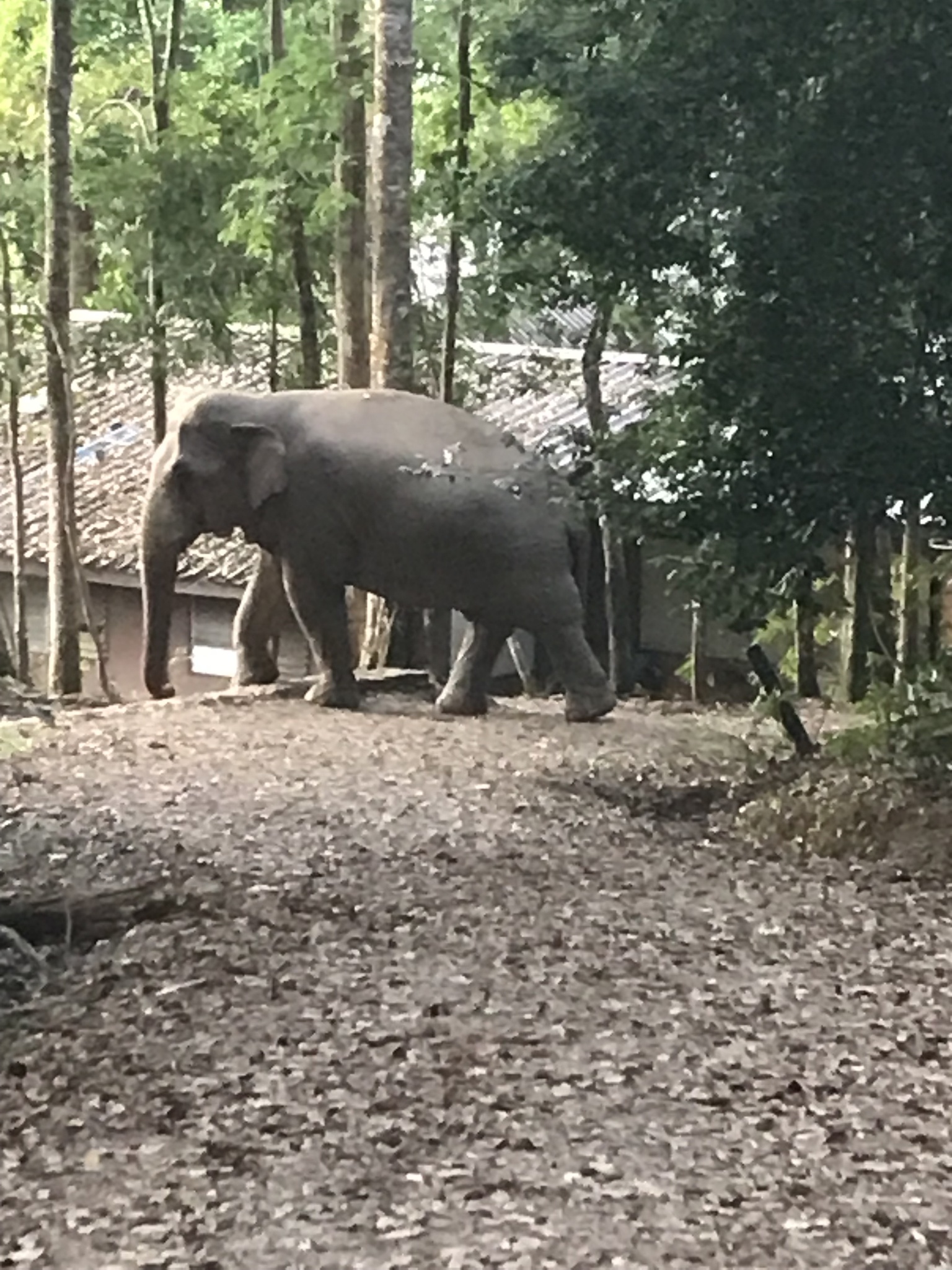 Elephas maximus Linnaeus, 1758