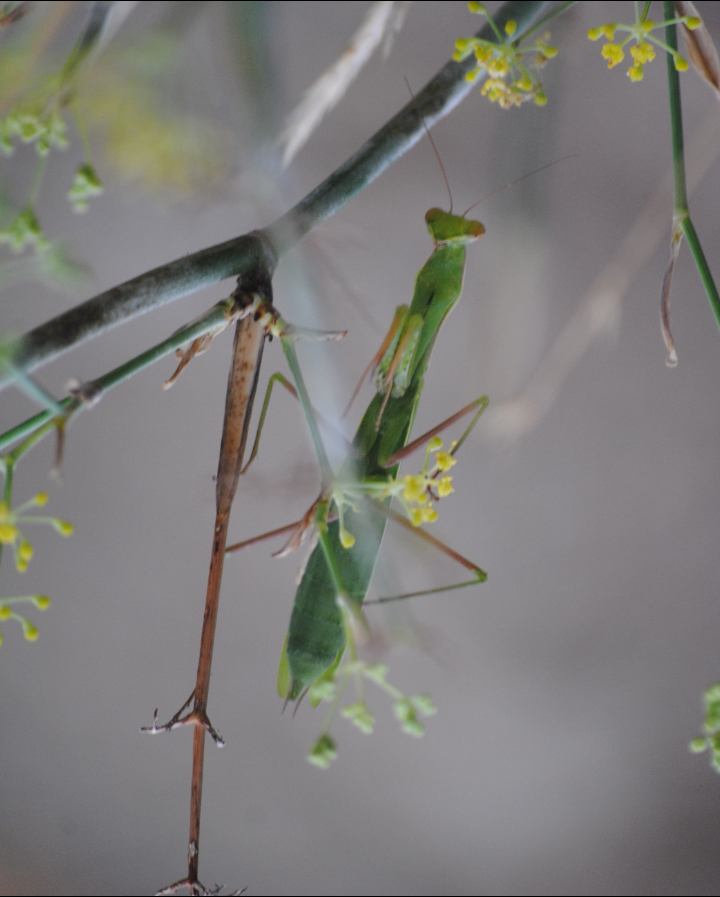 European Mantis from Carrer Pujada de Gracia, 8, 08398 Santa Susanna ...