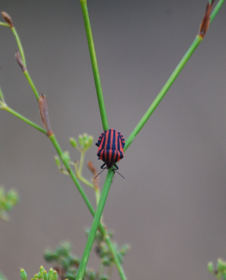 Continental Striped Shield Bug from Pujada de Gràcia, 19, 08398 Pineda ...