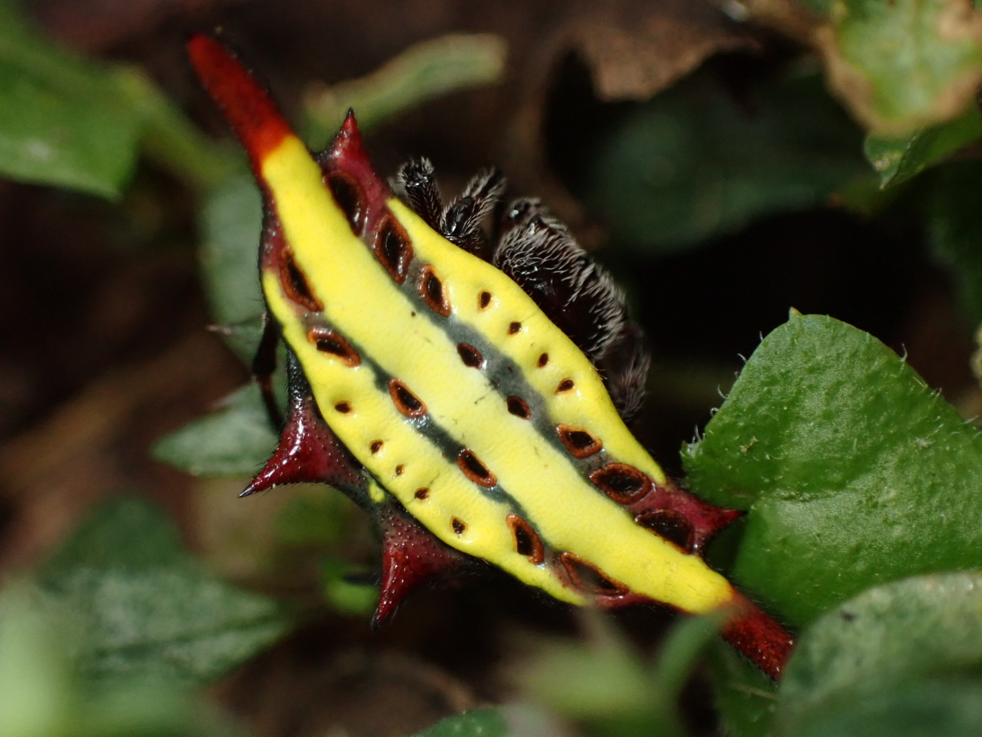 Gasteracantha diadesmia Thorell, 1887