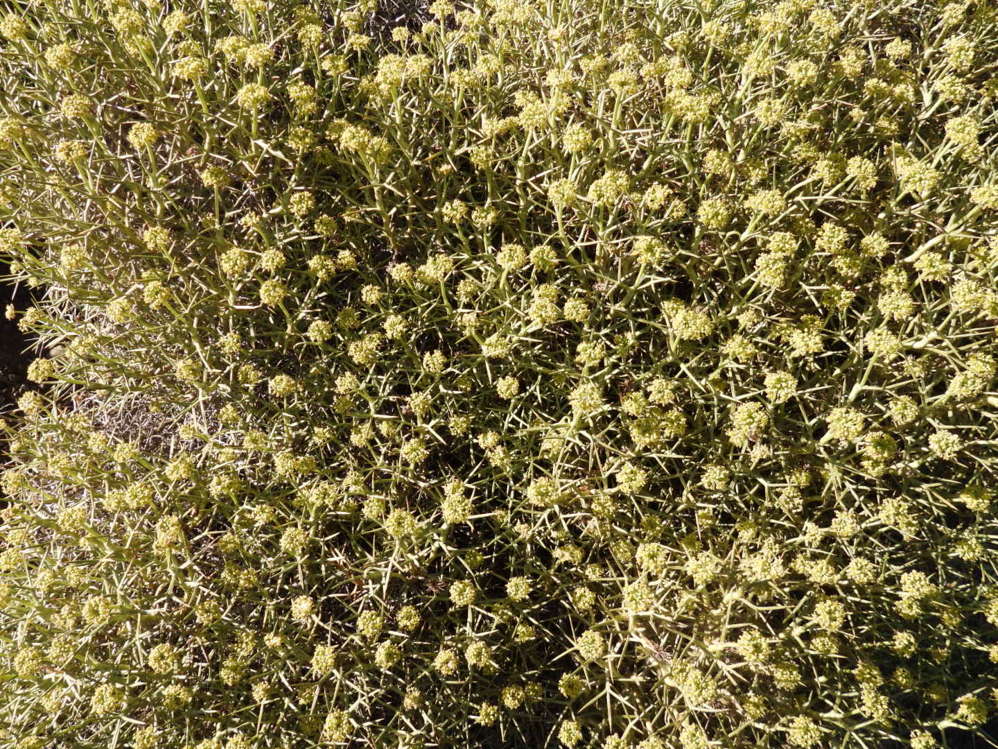Azorella prolifera (Cav.) G.M.Plunkett & A.N.Nicolas