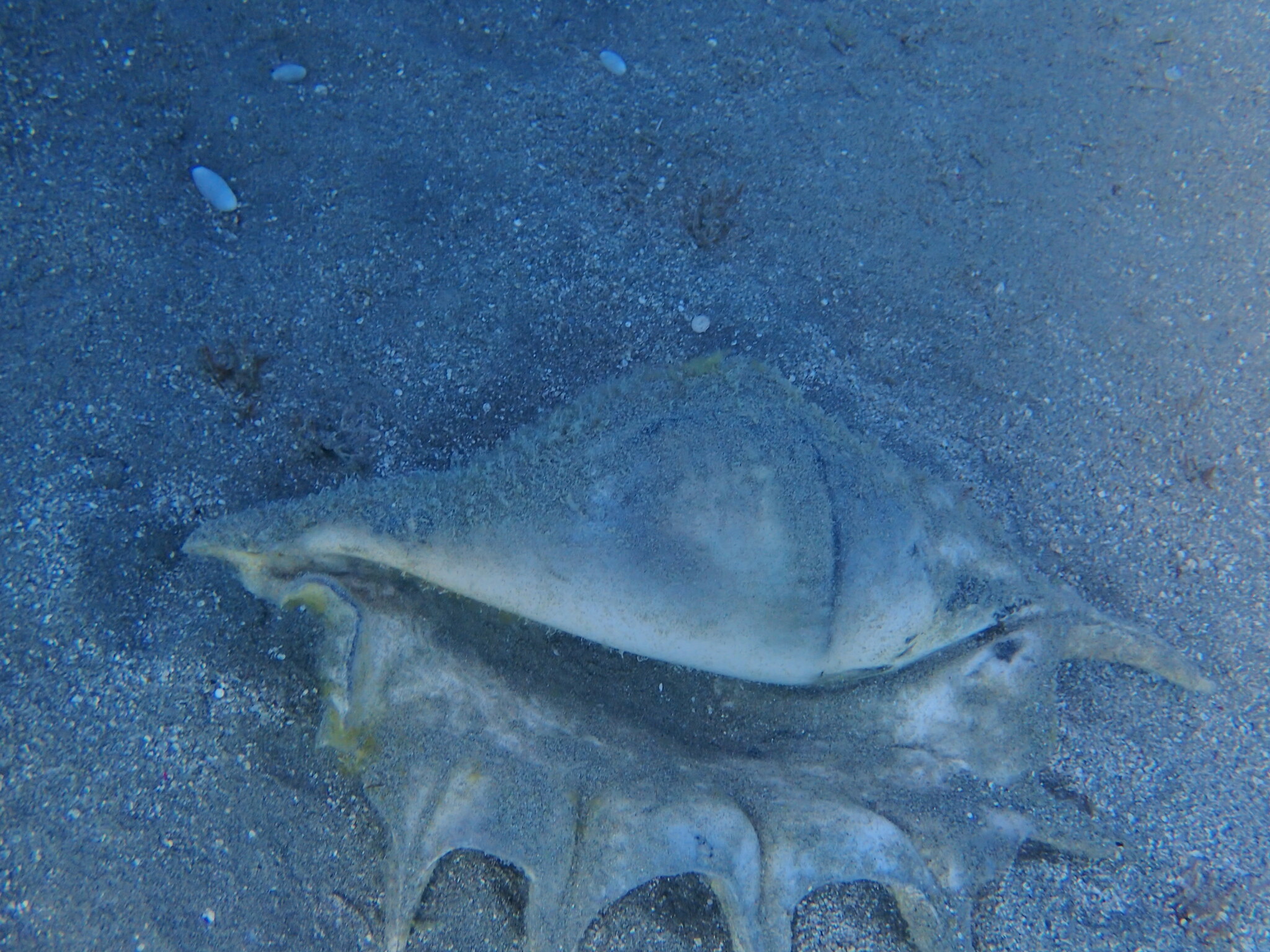 Lambis lambis (Linnaeus, 1758)