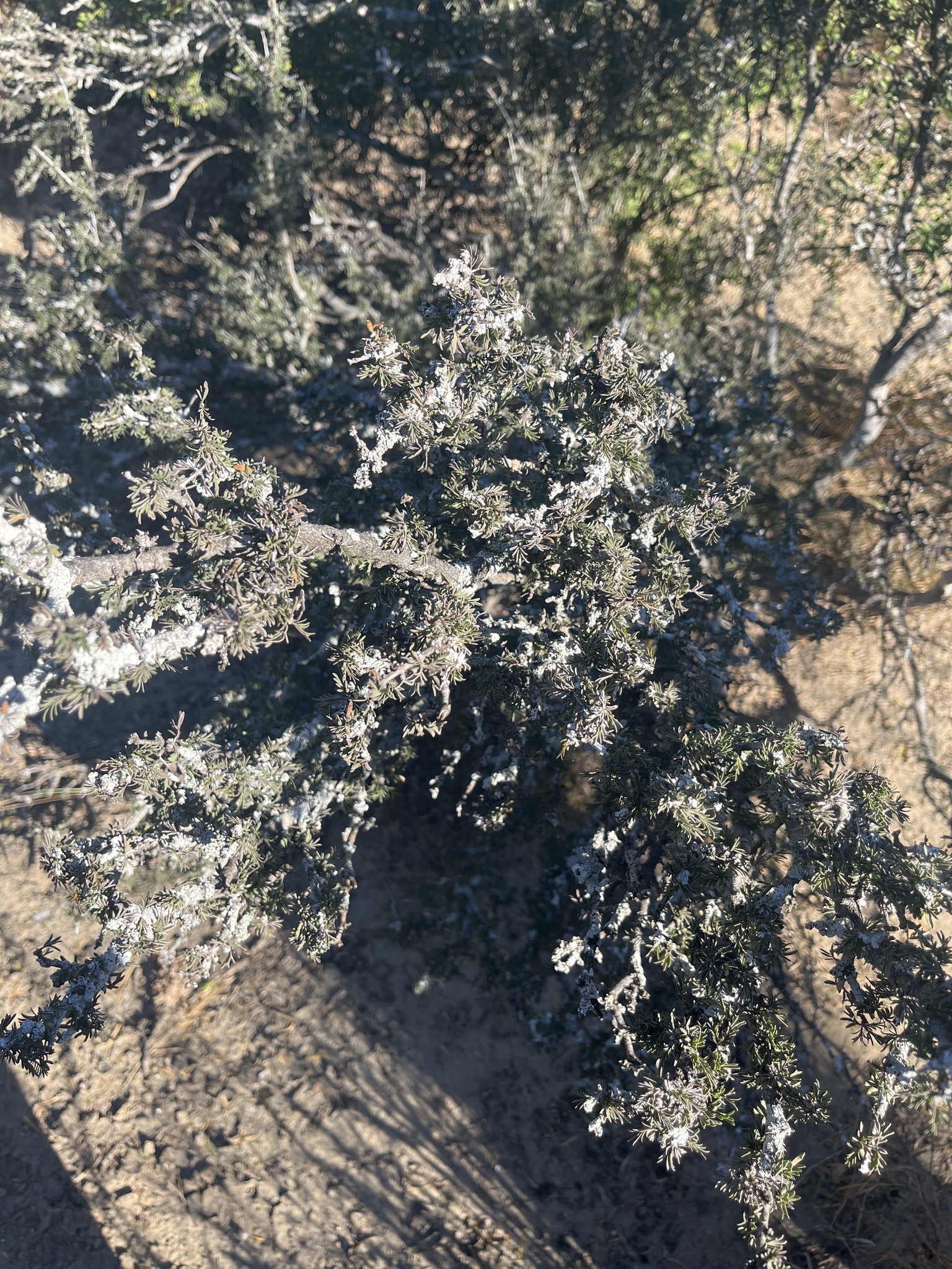 Porlieria angustifolia (Engelm.) A.Gray