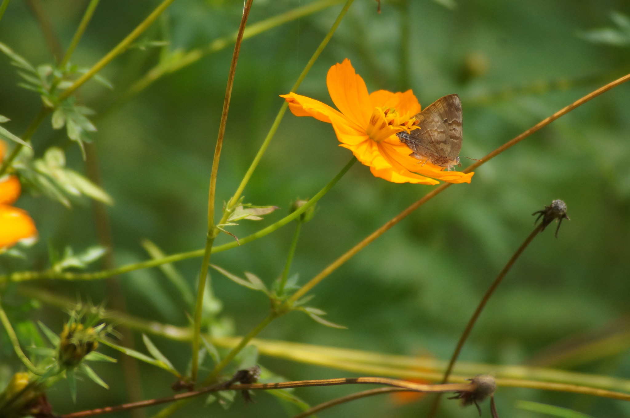 Rekoa palegon (Cramer, 1780)