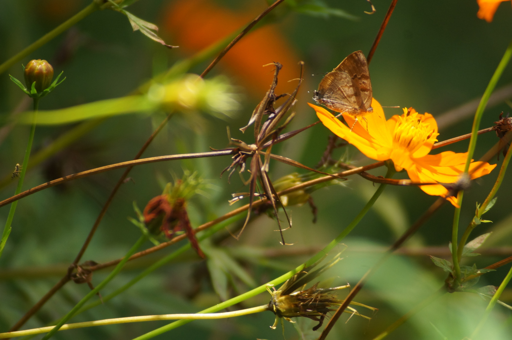 Rekoa palegon (Cramer, 1780)