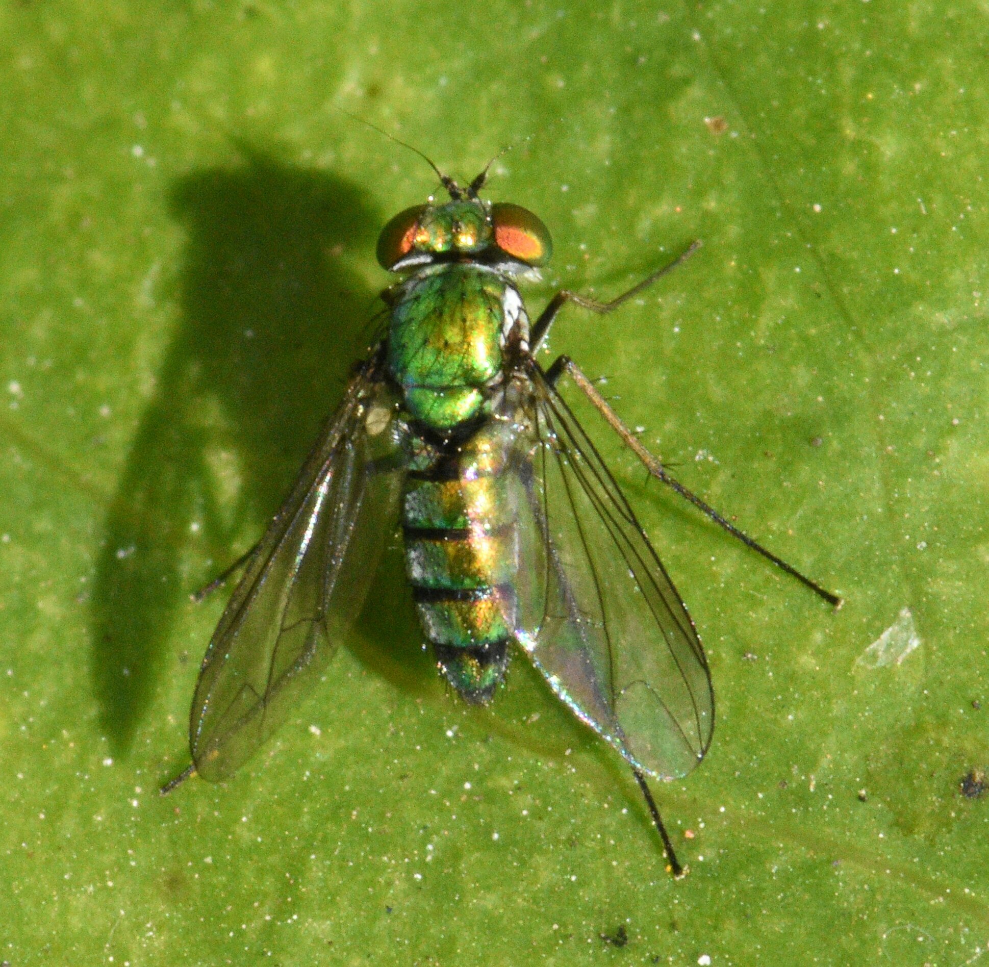 Condylostylus longicornis (Fabricius, 1775)