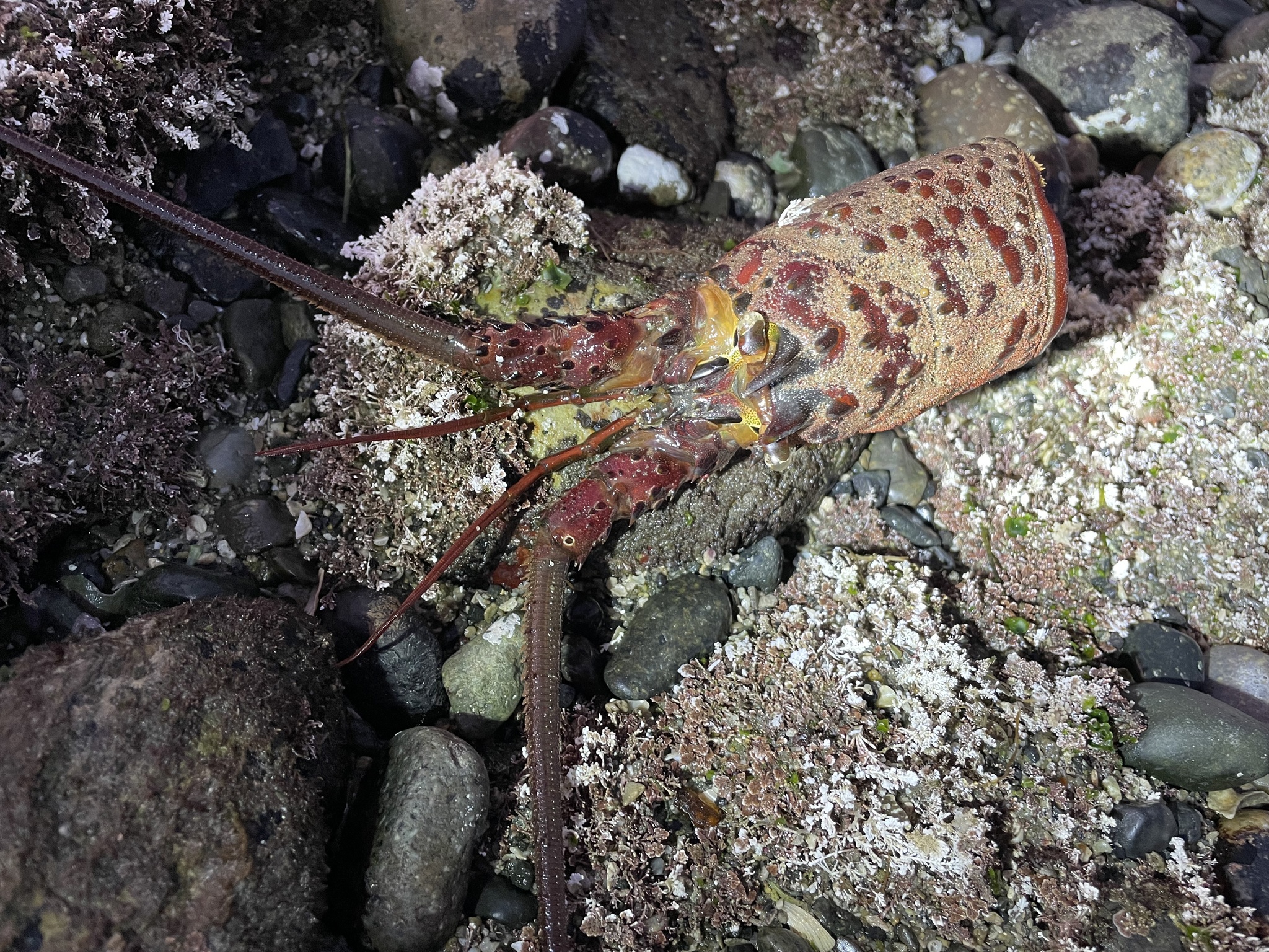 Panulirus interruptus (J.W.Randall, 1840)