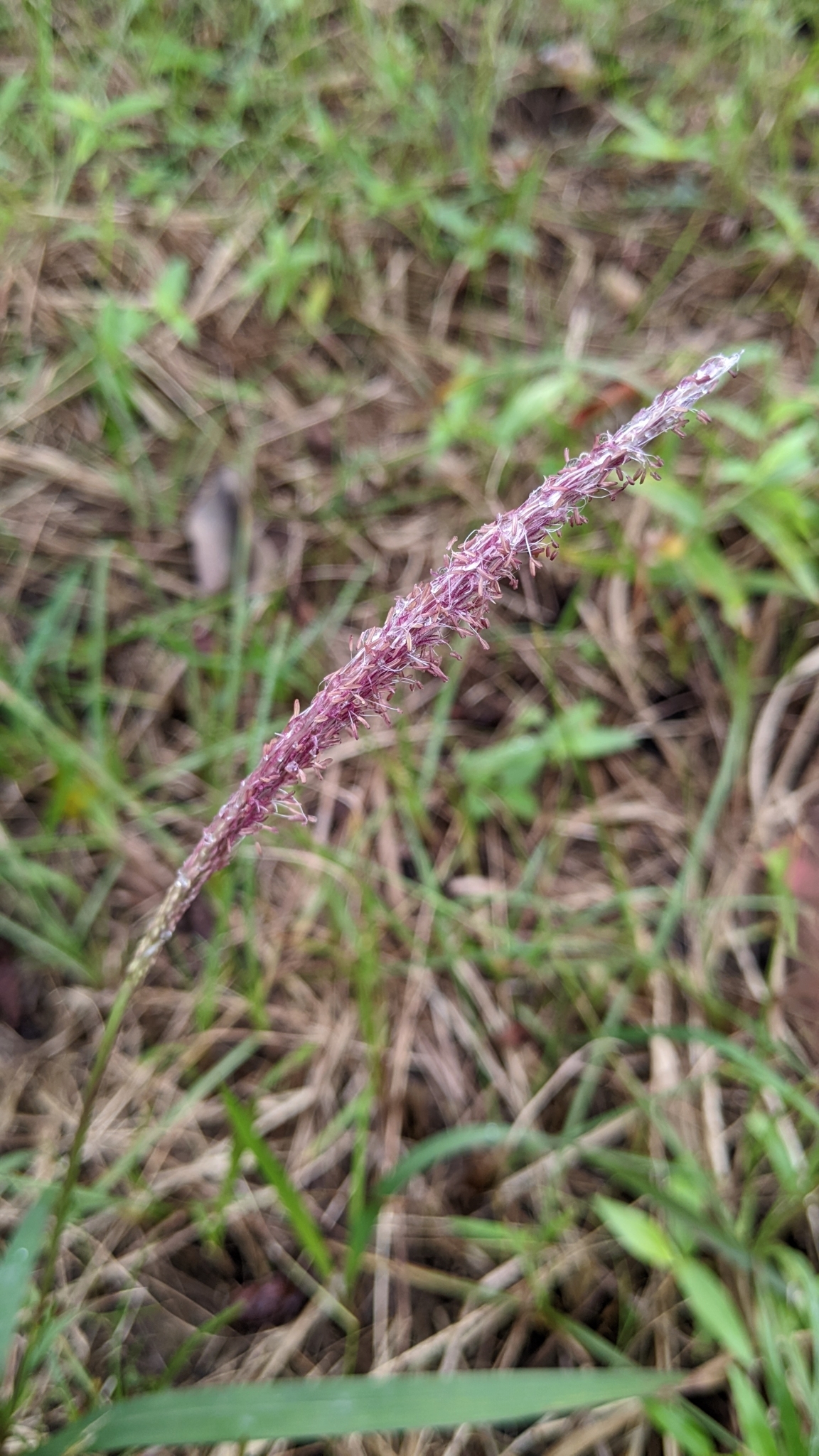 Imperata cylindrica (L.) P.Beauv.