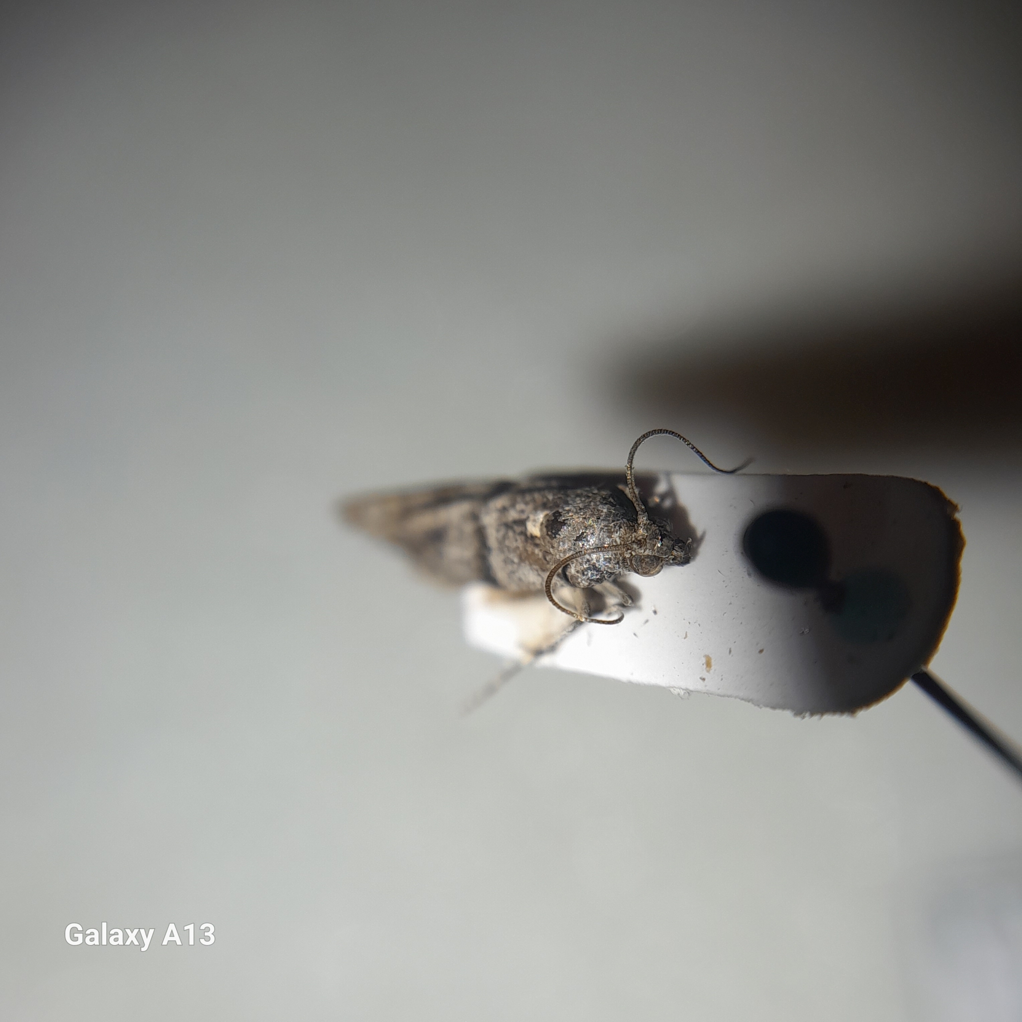 Cadra cautella (Walker, 1863)