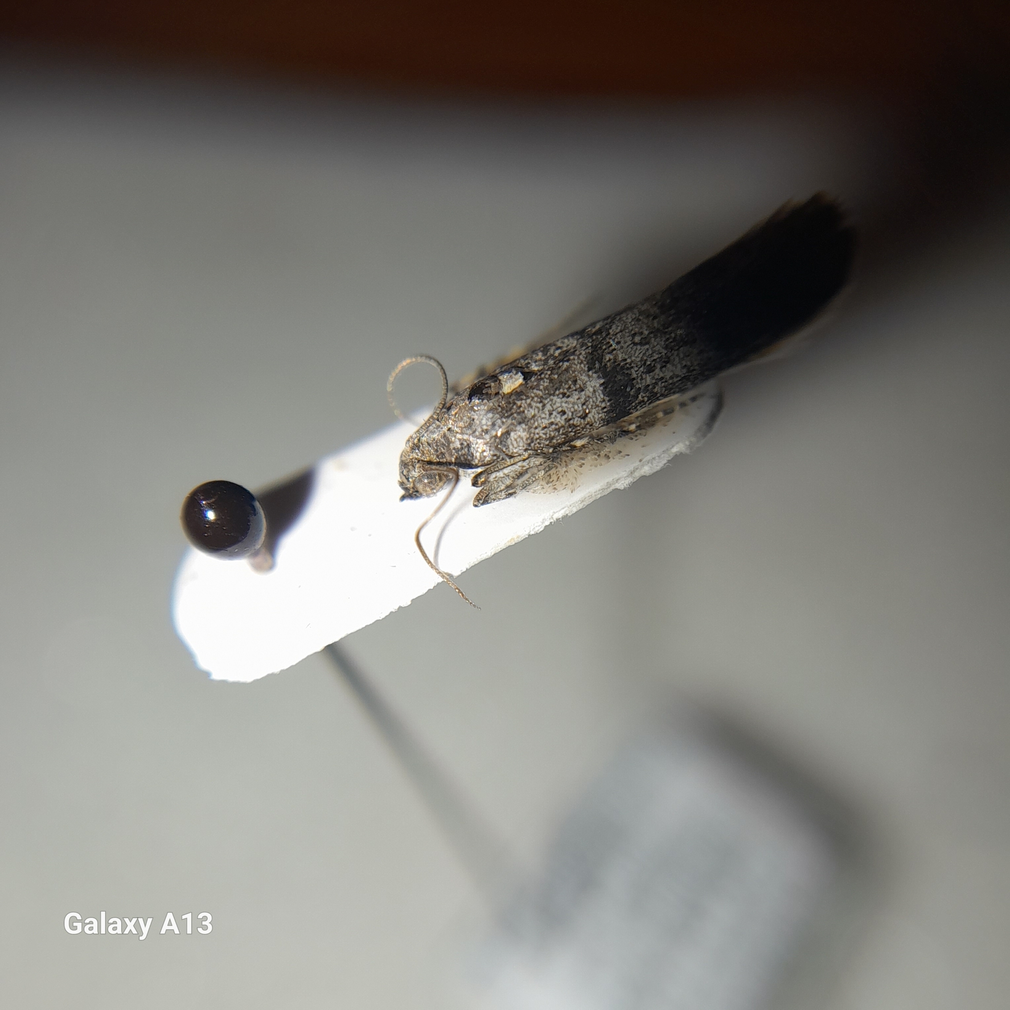 Cadra cautella (Walker, 1863)