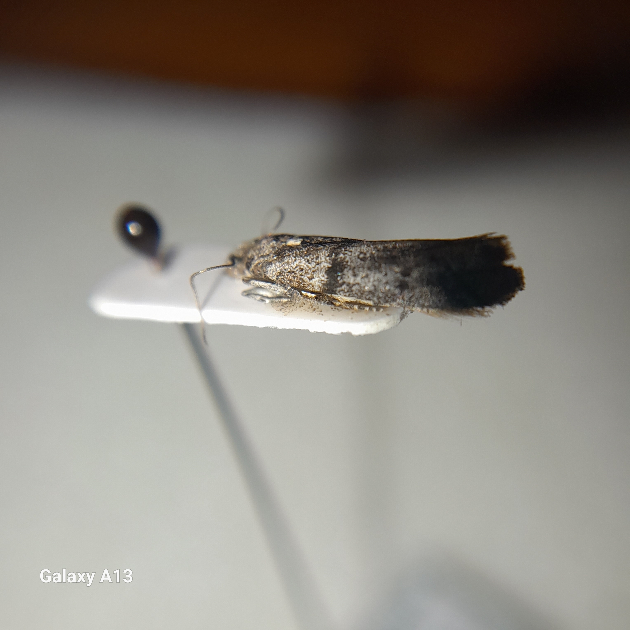 Cadra cautella (Walker, 1863)