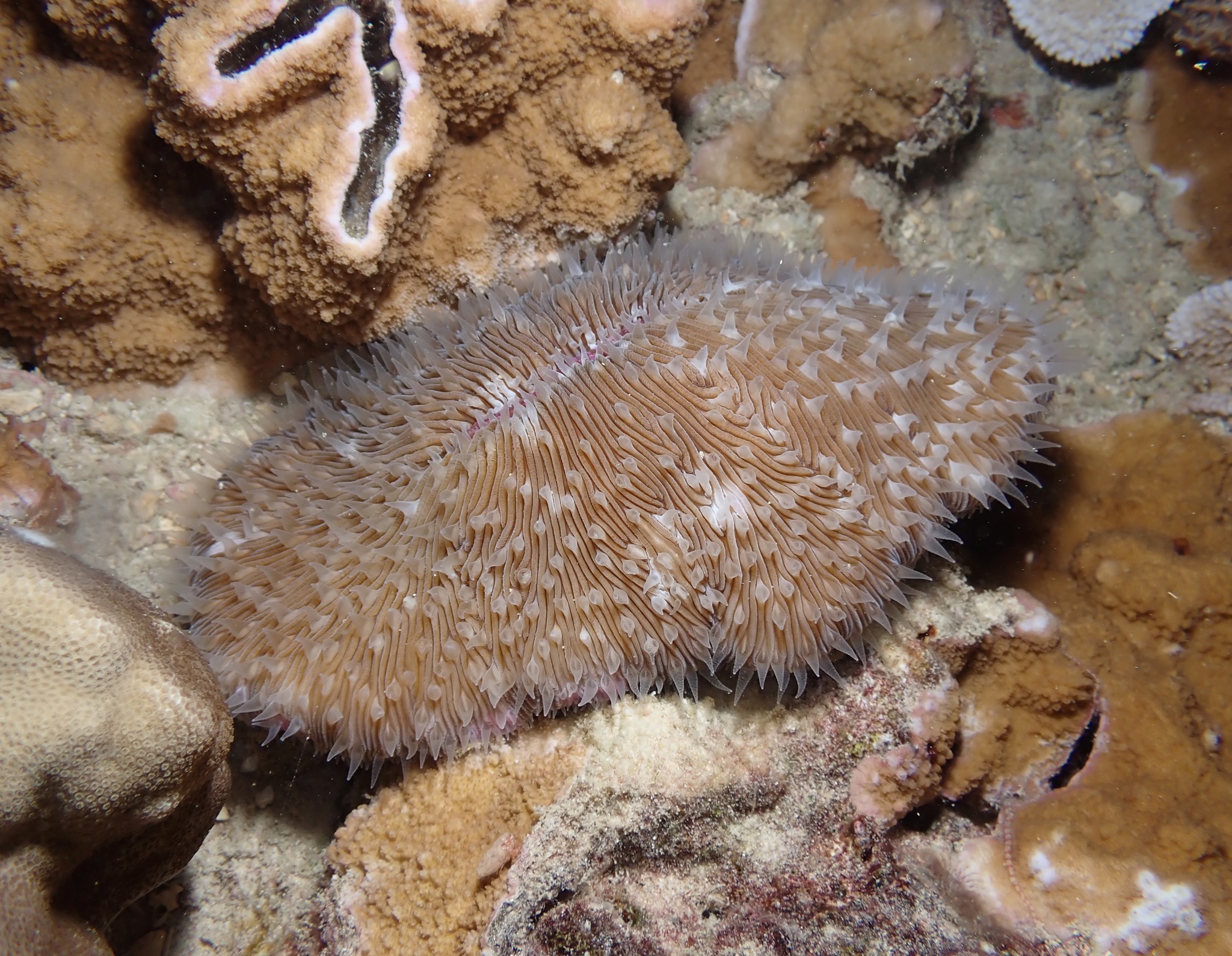 Lobactis scutaria (Lamarck, 1801)