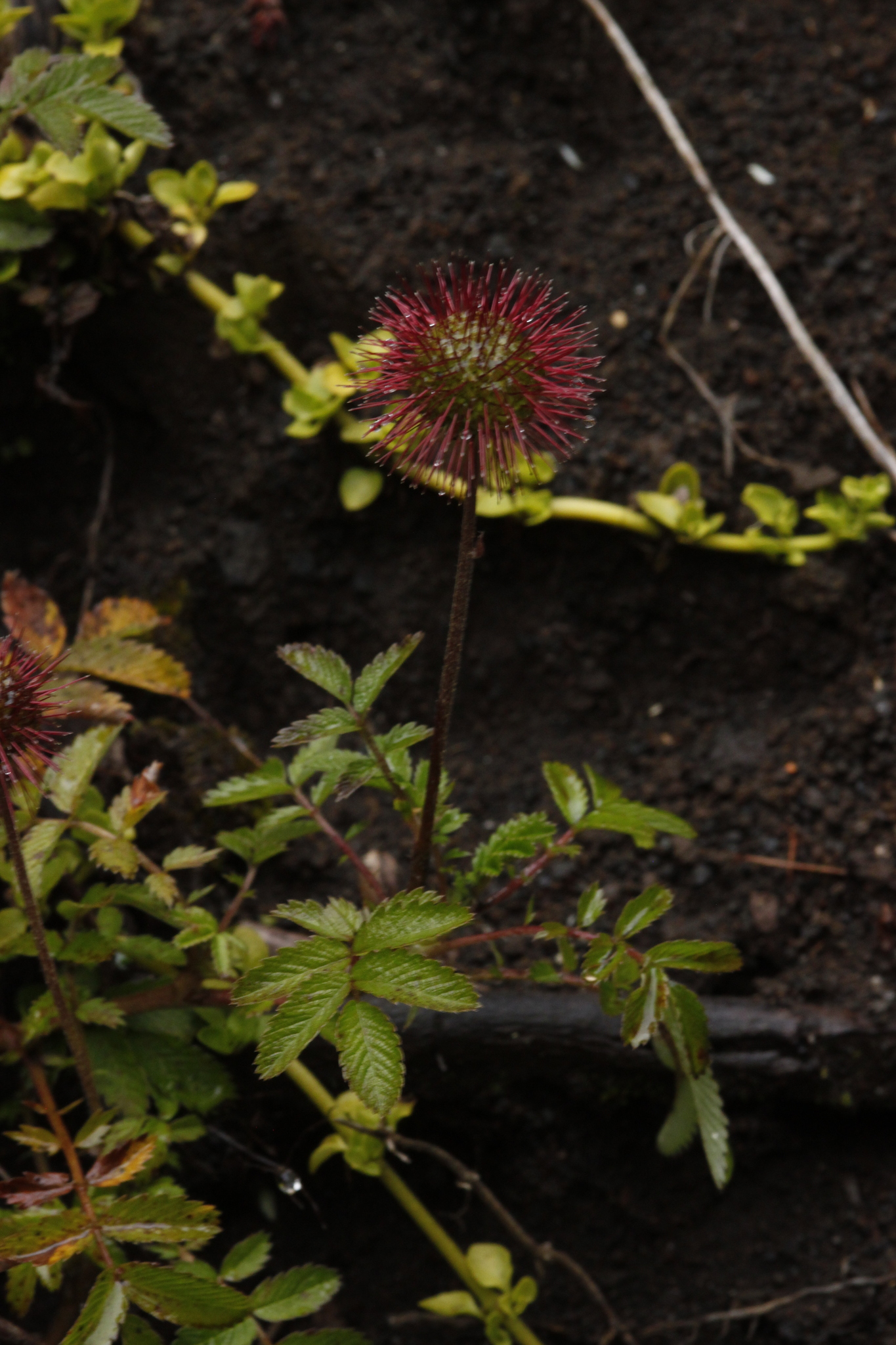 Acaena ovalifolia Ruiz & Pav.