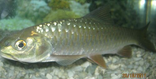 Copper Mahseer (Neolissochilus hexagonolepis) · iNaturalist United Kingdom