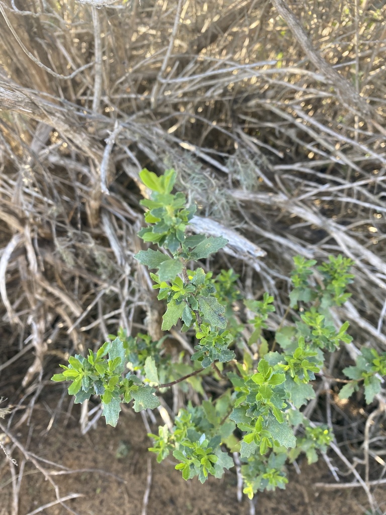 coyote brush from San Luis Obispo County, US-CA, US on January 25, 2023 ...