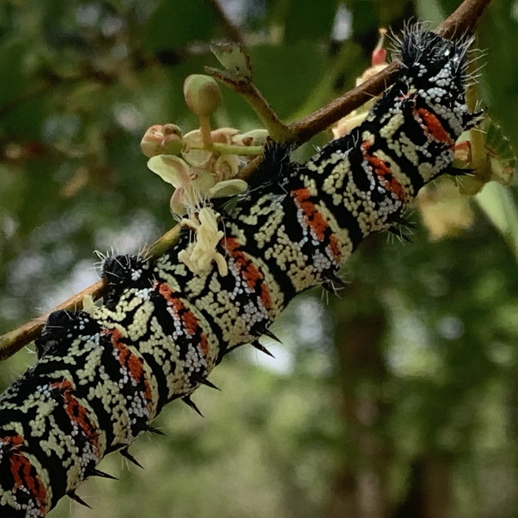 Mopane Worm from B300, Central, BW on January 7, 2023 at 12:29 PM by ...