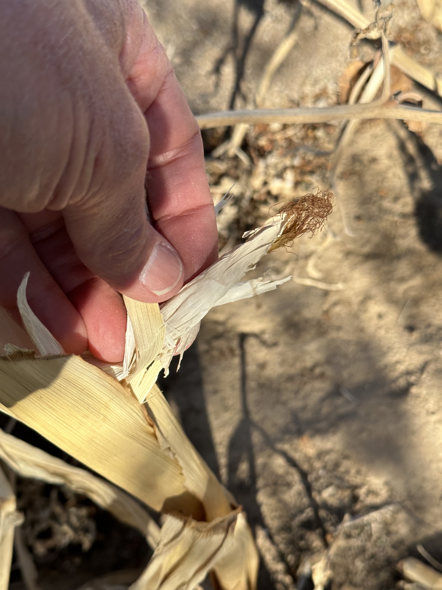 Zea mays L.