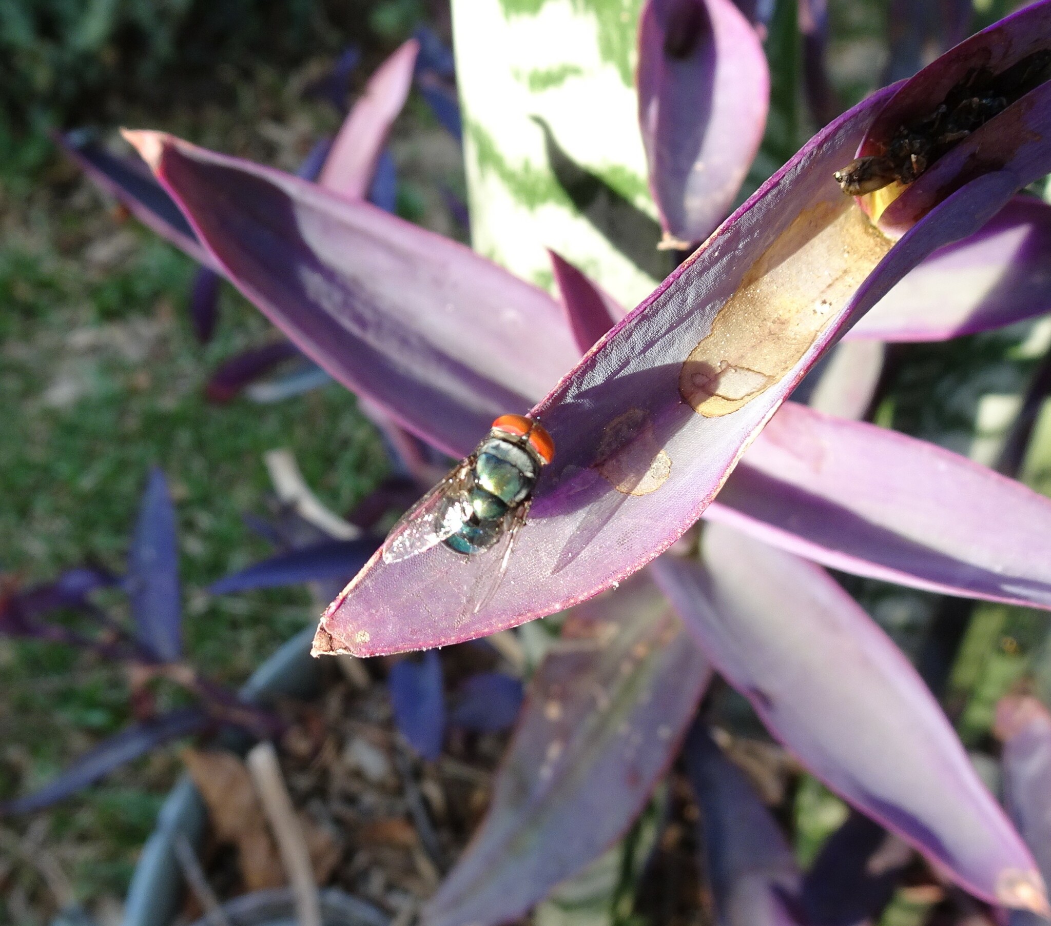 Chrysomya megacephala (Fabricius, 1794)
