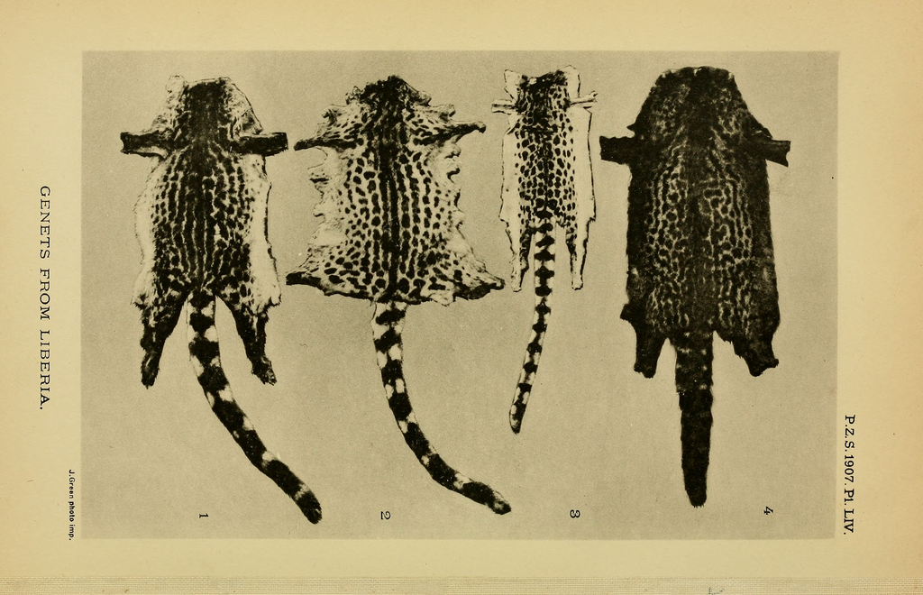 King Genet (Genetta poensis) - Know Your Mammals