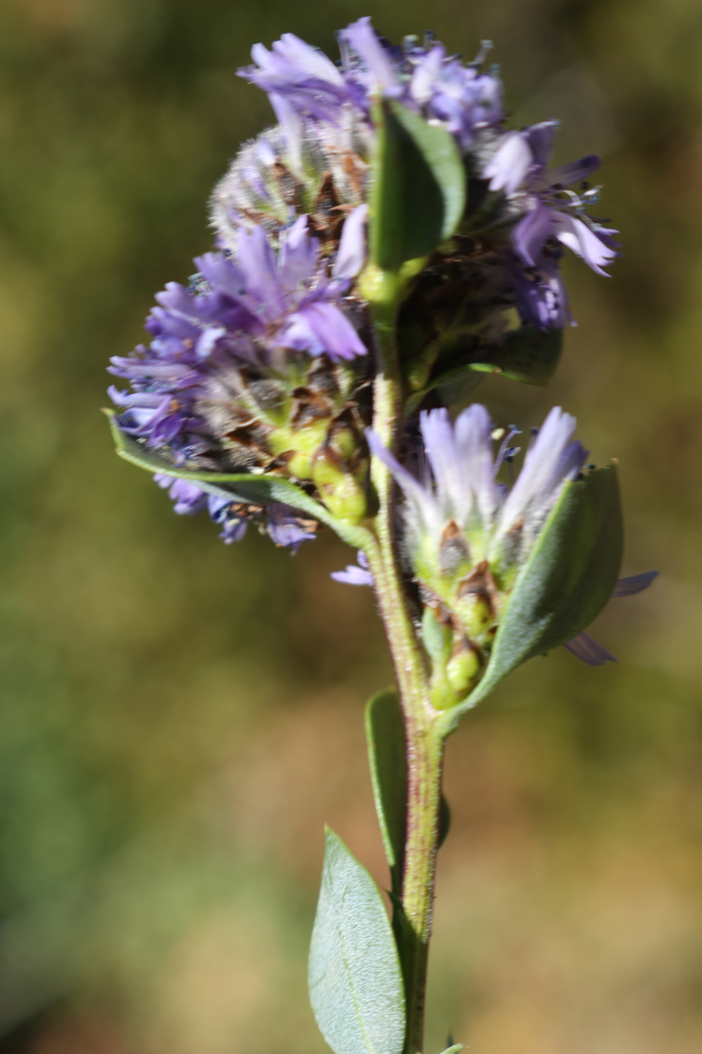 Globularia alypum L.